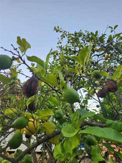 Why Is This Happening To My Lemom Tree Rgardening