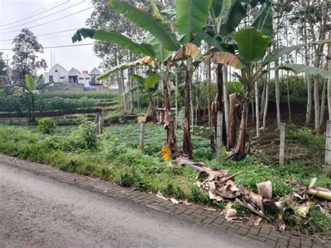 Tanah Sawah Super Luas Murah Strategis Di Kota Batu