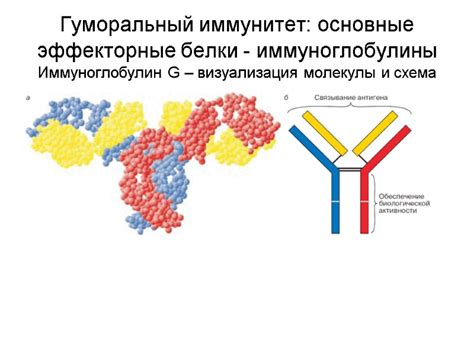 Оценка иммунной системы человека. Иммунный статус. Иммунограмма. Профессор