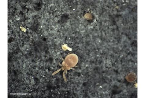 4週新增60例恙蟲病！野外踏青留意恙蟲四伏 出現高燒頭痛、紅色斑狀丘疹速就醫 華人健康網 專業即時優質的健康新聞及資訊分享平台業即時
