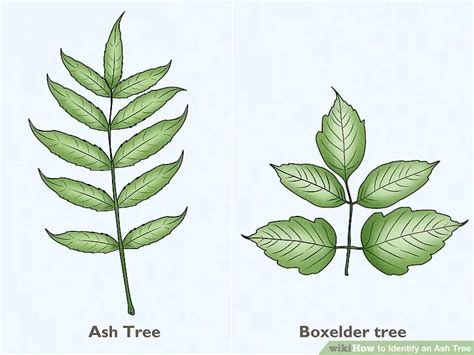 How To Identify An Ash Tree 6 Steps With Pictures Artofit