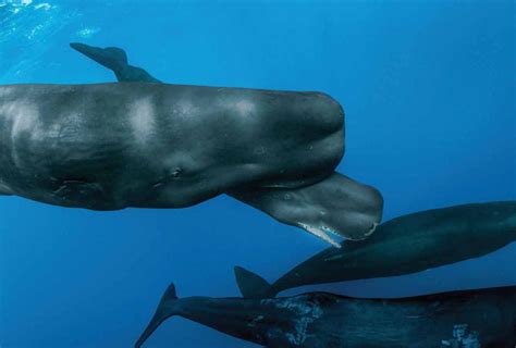 Secretos De Las Ballenas National Geographic México Everand