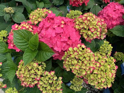 Hydrangea Summer Crush Planters Place
