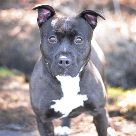 Dog For Adoption Adele A Terrier Mix In Amsterdam Ny Petfinder