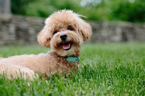 How Big Do Toy Poodles Get Lets See Toy Poodle Full Grown