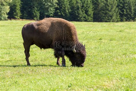 Bison Bison