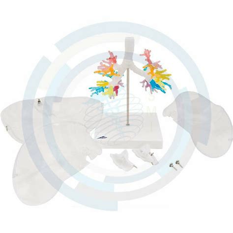 Modelo Anatomico Pulmones