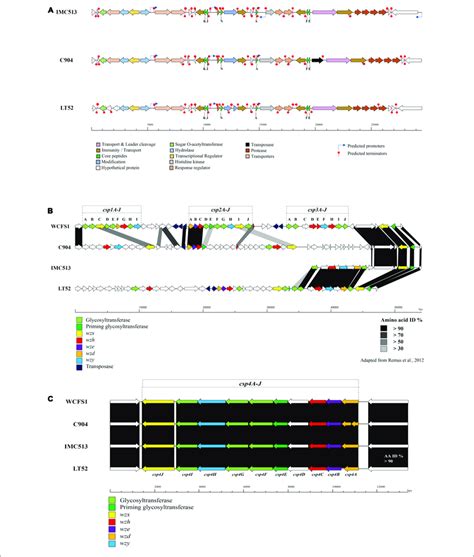 A Overview Of Plantaricin Operons In The Three Lpb Plantarum