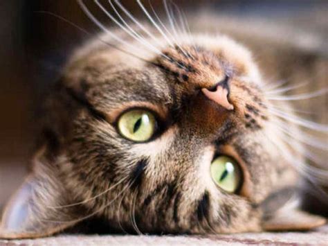 Miciamici Empoli I Gatti Più Simpatici Al Palazzo Delle Esposizioni