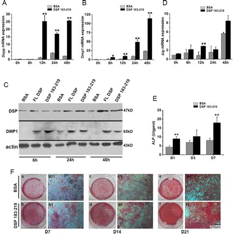 The Dentin Sialoprotein DSP Domain Regulates Dental Mesenchymal Cell Differentiation Through A
