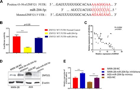 Target Relations Between Mir 204 5p And Znf521 Were Verified By Dual