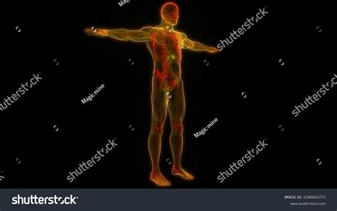 인간 내부 시스템 림프절 해부학 3d 스톡 일러스트 2186663771 Shutterstock