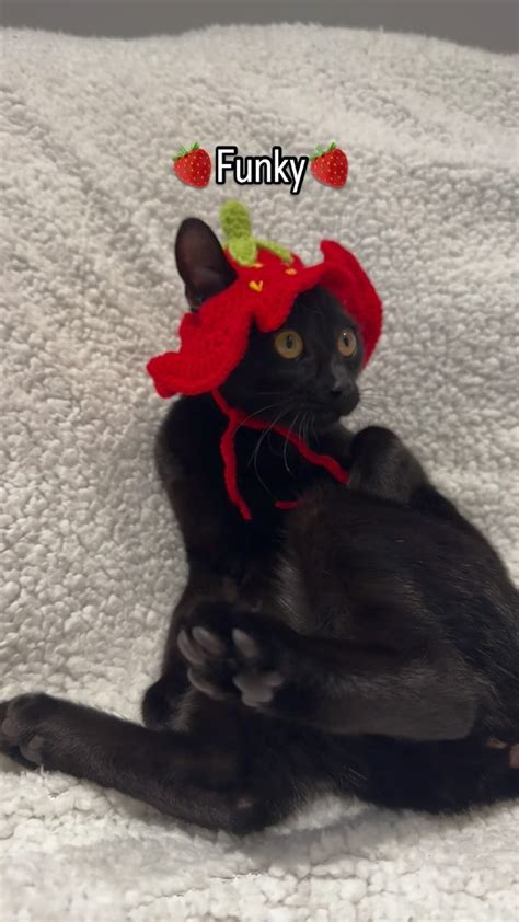 Oops 😅 Catlover Catwalk Catlife Catlovers Instacat Catlove