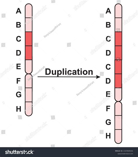 1 Meiosis Cell Division Illustration Schematic Illustration With Meiosis Cell Division Stock