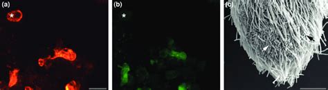 A B Fluorescence In Situ Hybridization Showing That Also J