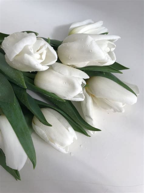 32 Белые тюльпаны обои на телефон от Vsevolod16