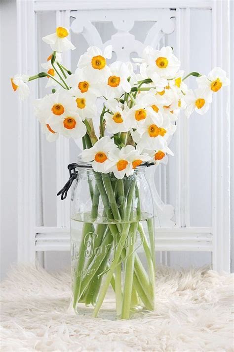 60 عکس گل نرگس باکیفیت برای پروفایل و والپیٺر گوشی، فوق العاده و خاص
