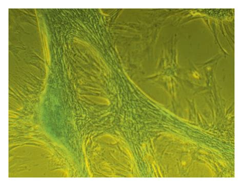 Representative Microscopic Images From Induced Three Layer