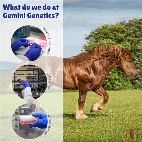 How Do You Clone An Animal Gemini Genetics