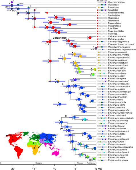 Time Calibrated Phylogeny Using A Pruned Dna Matrix With A Rogue Taxon