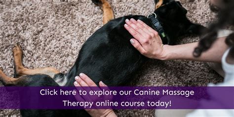 Animal Courses Direct