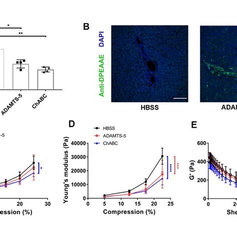 Adamts 5 And Chondroitinase Abc Treatment Of Rat Livers Alters