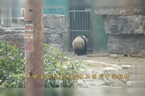 中国大熊猫在英国遭电击，疼的大叫颤抖，中英网友强烈谴责