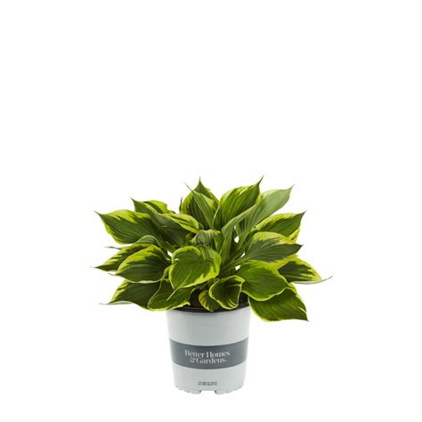 Better Homes And Gardens 25qt Multicolor Hosta Live Plant Grower Pot