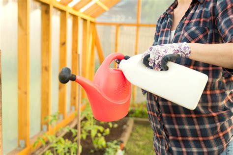Cómo fertilizar tus jitomates de invernadero Huerto en casa