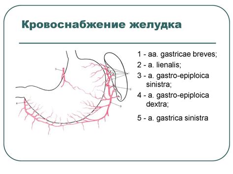 Голотопия желудка - презентация онлайн