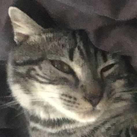 𝕷𝖆𝖉𝖞 𝕻𝖊𝖓𝖌𝖍𝖚𝖆 ♰ On Twitter Zao Shang Hao Dy~ Have Some Eepy Kitty Pics C