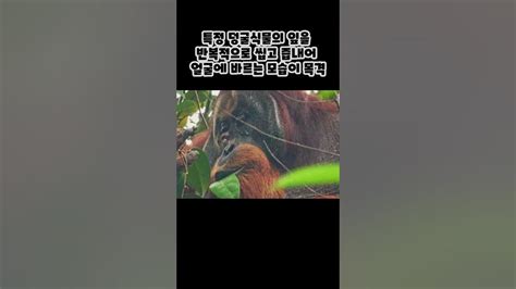 생물아이 상처를 식물로 스스로 치료하는 오랑우탄 Youtube