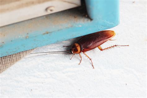 Palmetto Bug Vs Cockroach Whats The Difference Apartment Therapy