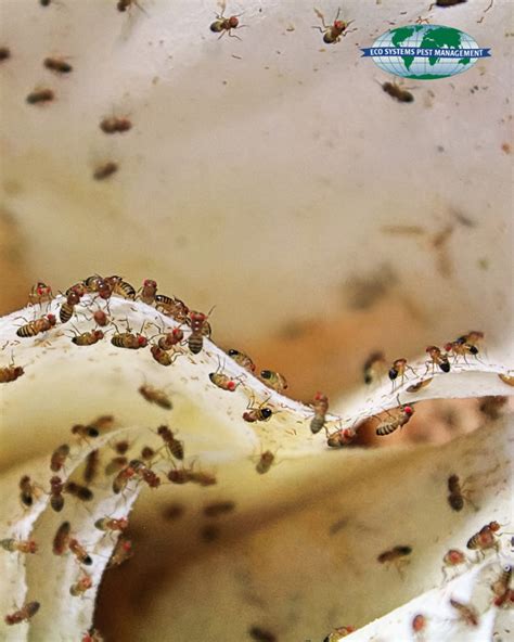 Eco Systems Pest Control Inc 🐜🐜🐜🐜🐜🐜 The Visual Similarities Between Reproductive Ants And