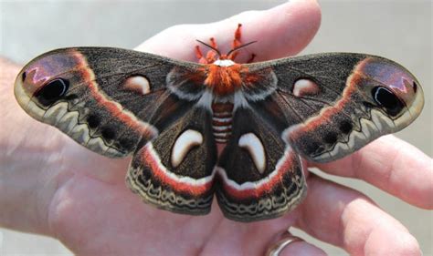 Cecropia Moth Male Vs Female Unveiling Key Differences What S That Bug
