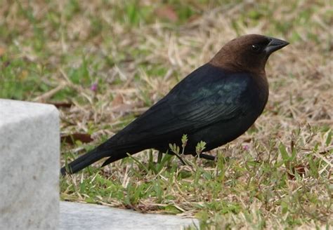 Brown Headed Cowbird