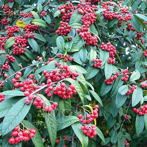 A Big Photo Of Cotoneaster Frigidus From Findmeplants