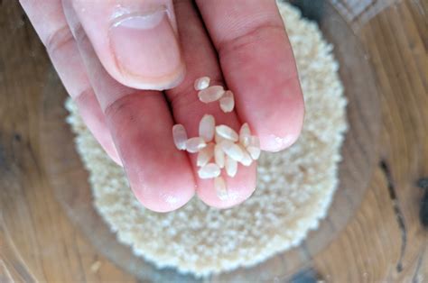 【コラム】おうちで簡単にできる！栄養満点の発芽玄米の作り方をくわしく解説 白米・玄米・無洗米玄米の通販サイト｜スマートアグリフード（スマ直）