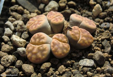 Lithops Stories Growing Lithops Year After Year 9 Pics