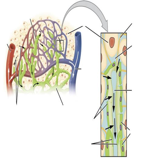 Circular System Diagram Quizlet
