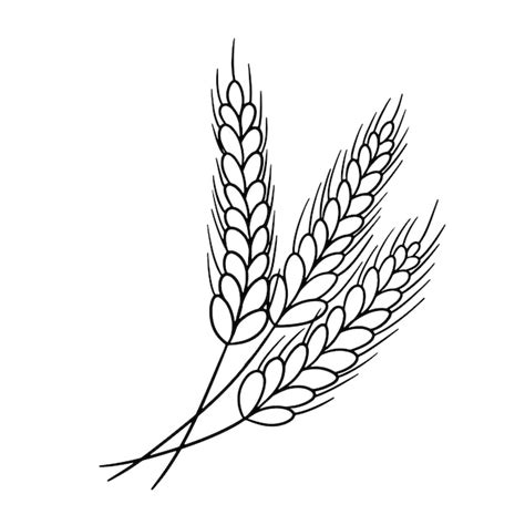 Oreja De Trigo Cebada O Centeno Vector Contorno Icono Aislado