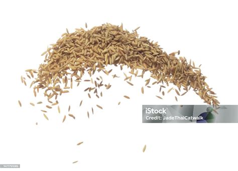논 쌀알이 공중에서 날아갑니다 노란 황금 벼 떨어지는 산란 폭발 모양 모양 라인 그룹에서 플로트 흰색 배경 격리 동결 모션 고속