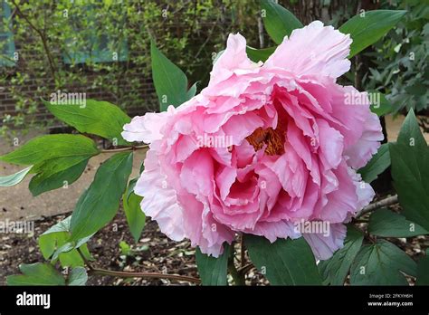 Paeonia Lactiflora Sarah Bernhardt Peony Sarah Bernhardt Enormous