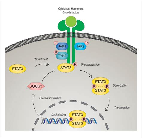 Figure 1 From The Multifaceted Role Of Stat3 In Nk Cell Tumor
