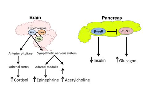 Hypothalamic Arcuate Nucleus Meddic