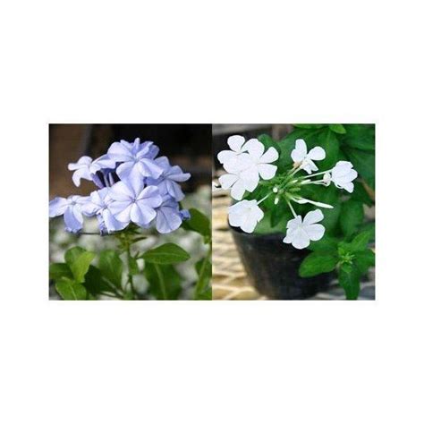 花苗 ルリマツリ プルンバゴ 選べる青花＆白花 1鉢 3〜35号 お届け中 Plumbago Auriculata 苗物 花の苗