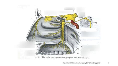 Pterygopalatine Ganglion Diagram Quizlet