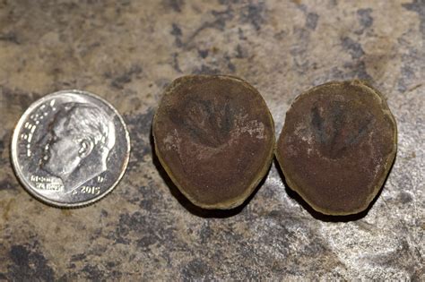 First Time Looking For Fossils Found Fossil What The Hell Is It Imgur