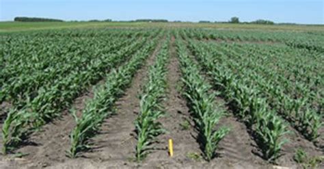 Starter Fertilizer For Corn Not Necessarily A Boost