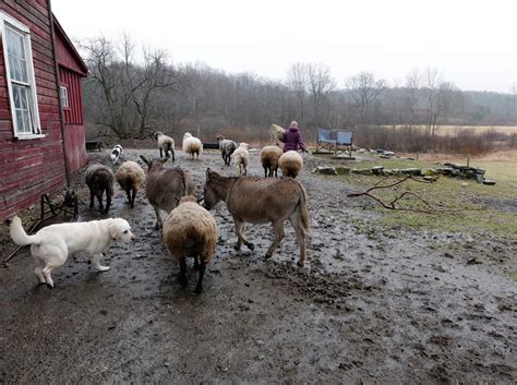 Mud Season, Early Arrival - Bedlam Farm